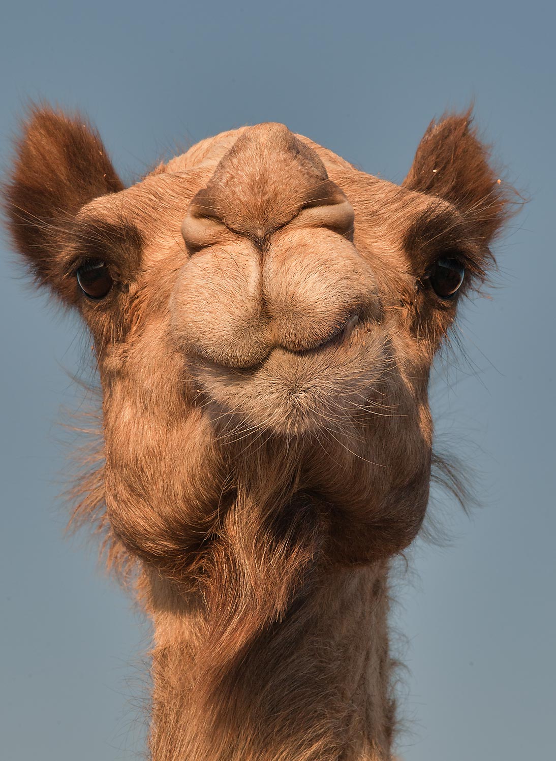 3 Brothers & 17 Camels | Treasure in Jars of Clay