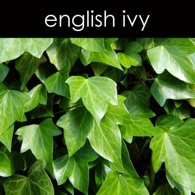 Hedera Helix | Treasure in Jars of Clay